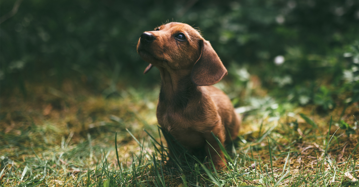 Nutrolin® kosttillskott till hunden