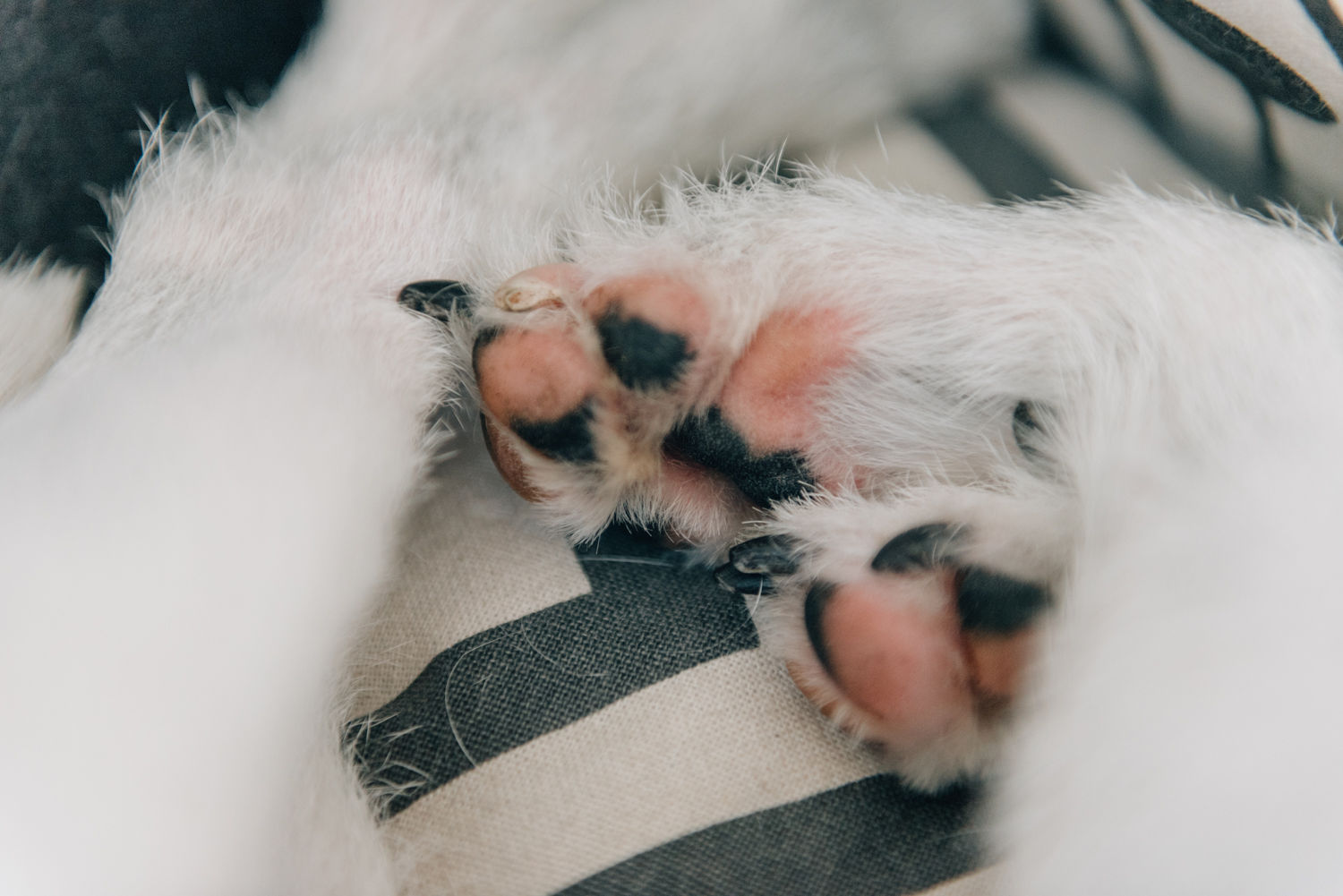 Tass-salva är inte den bästa lösningen på hundens tassproblem